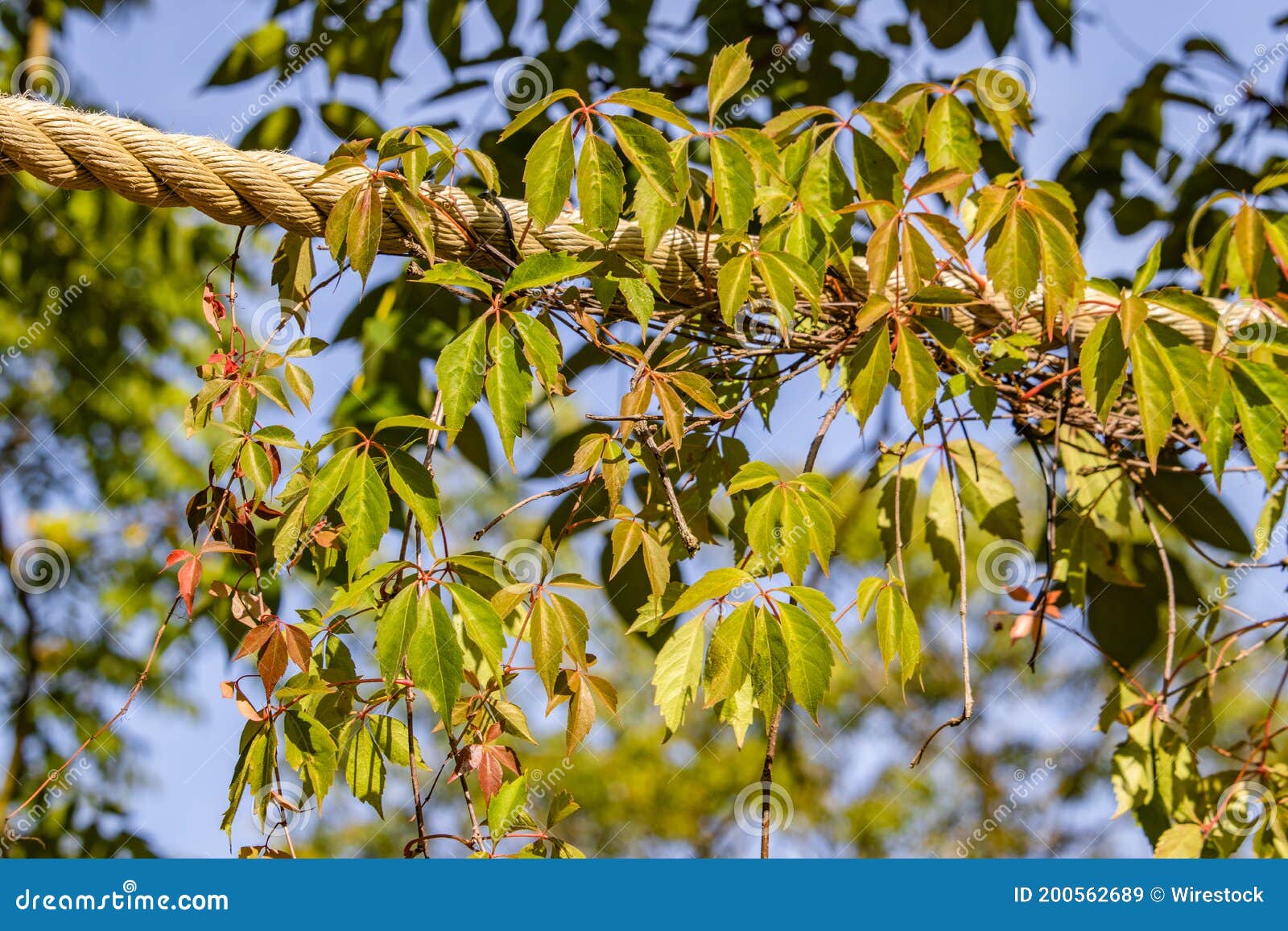 Low Angle Shot of Rope with Green Vine Plants Stock Image - Image of ...