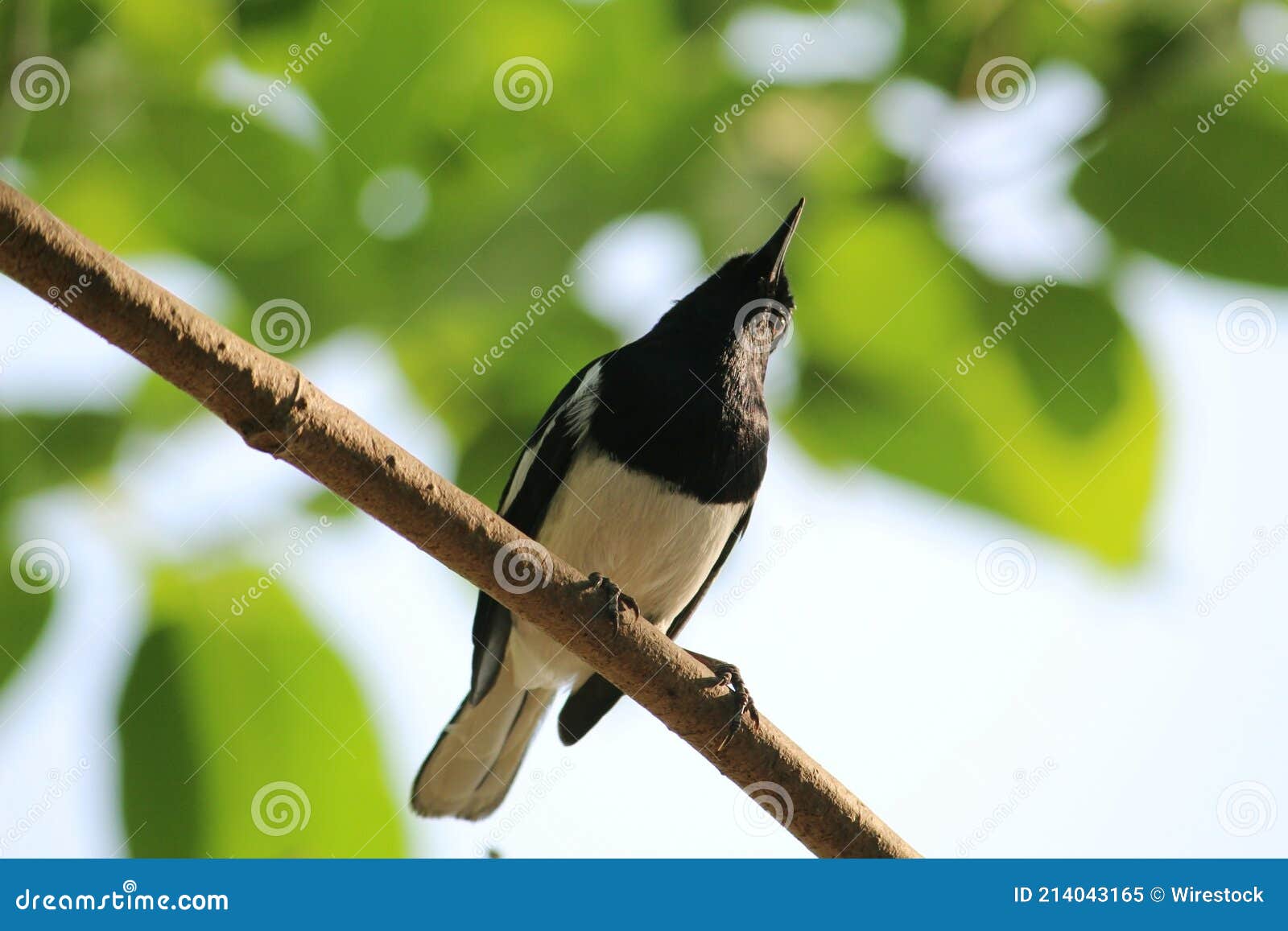 Low Angle Shot of a Rufous Treepie Bird, Perched on a Tree Branch ...