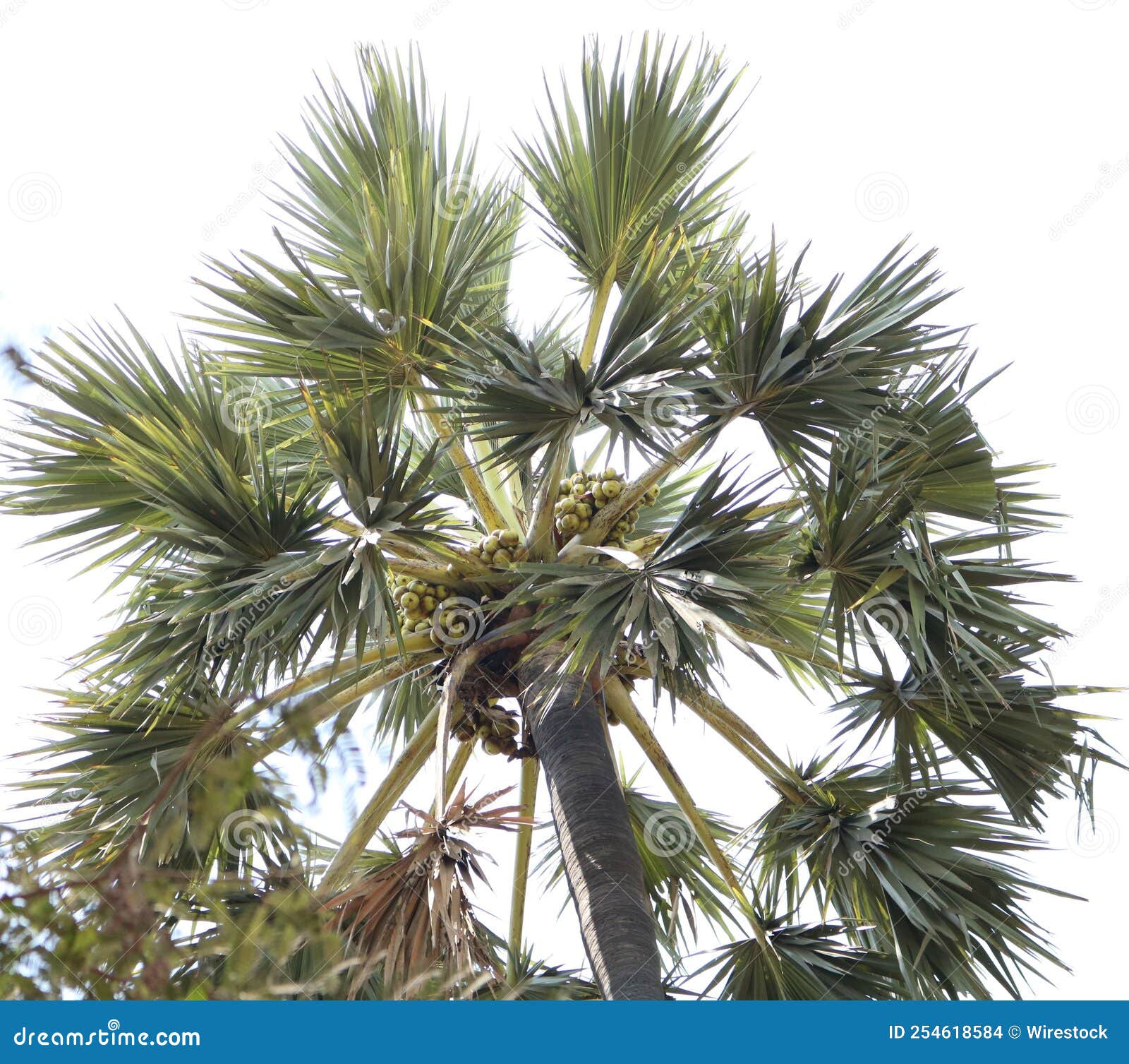 Low-angle Shot of Sabal Tree Branches with the Background of the Sky ...