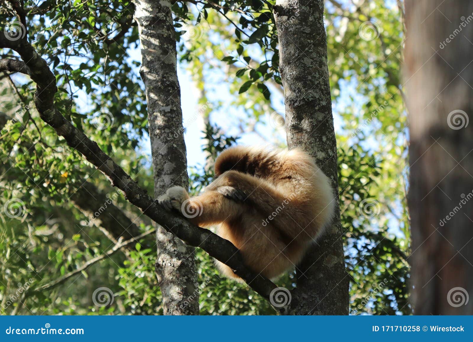 Low Angle Shot of a Sad and Lonely Monkey Sitting on the Branch of a ...