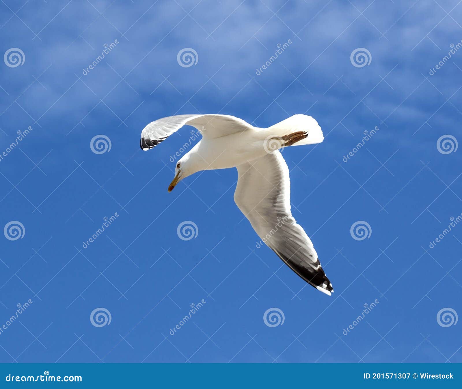 Low Angle Shot of a Seagull Flying Under a Bright Blue Sky Stock Image ...