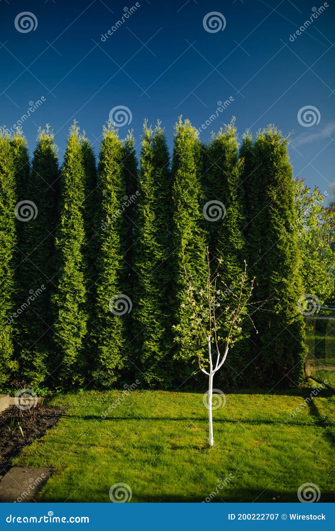 Low Angle Shot of Shortleaf Black Spruce Trees with Blue Sky in the ...