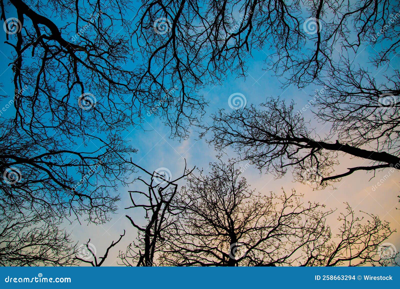 Low Angle Shot of Silhouettes of Trees Under the Sky Stock Photo ...