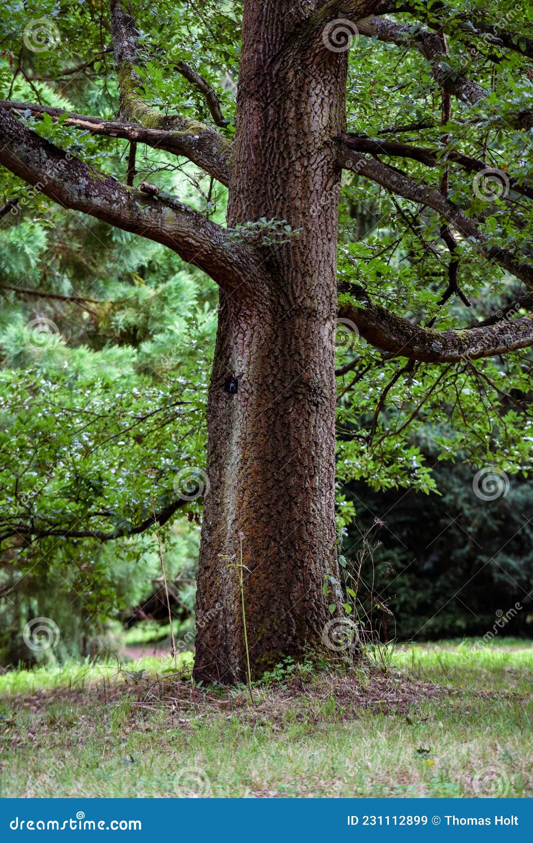 Low Angle Shot of a Single Tree in a Forest Stock Image - Image of ...
