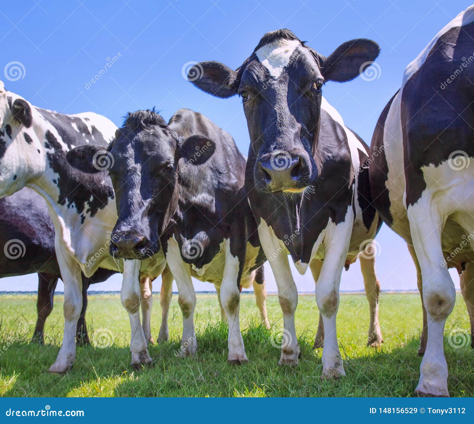 Low Angle Shot of Cows in a Green Field Against a Blue Sky Stock Image ...