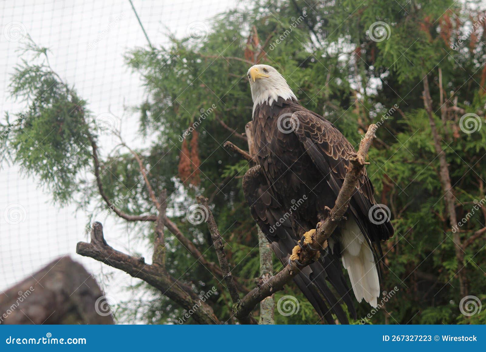 Low Angle Shot of a Southern Bald Eagle Perched on a Branch in a ...