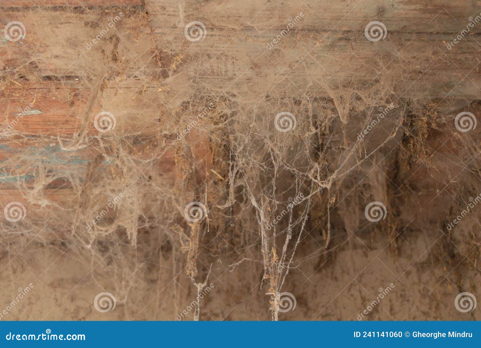 Low Angle Shot of Spider Web on the Ceiling Stock Photo - Image of ...