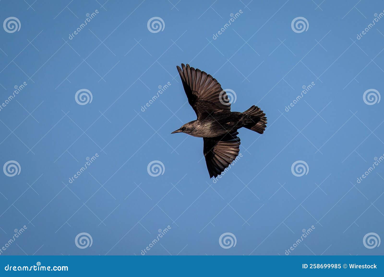 Low Angle Shot of a Spotless Starling Bird Flying in a Blue Sky Stock ...