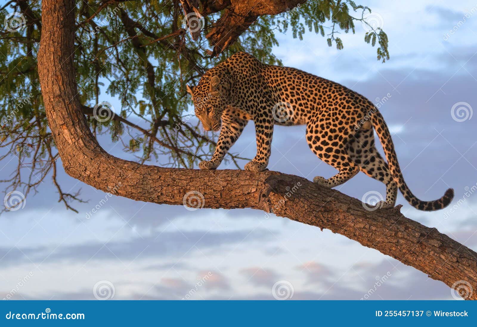 Low Angle Shot of a Spotted Leopard Climbing Up a Tree Stock Image ...