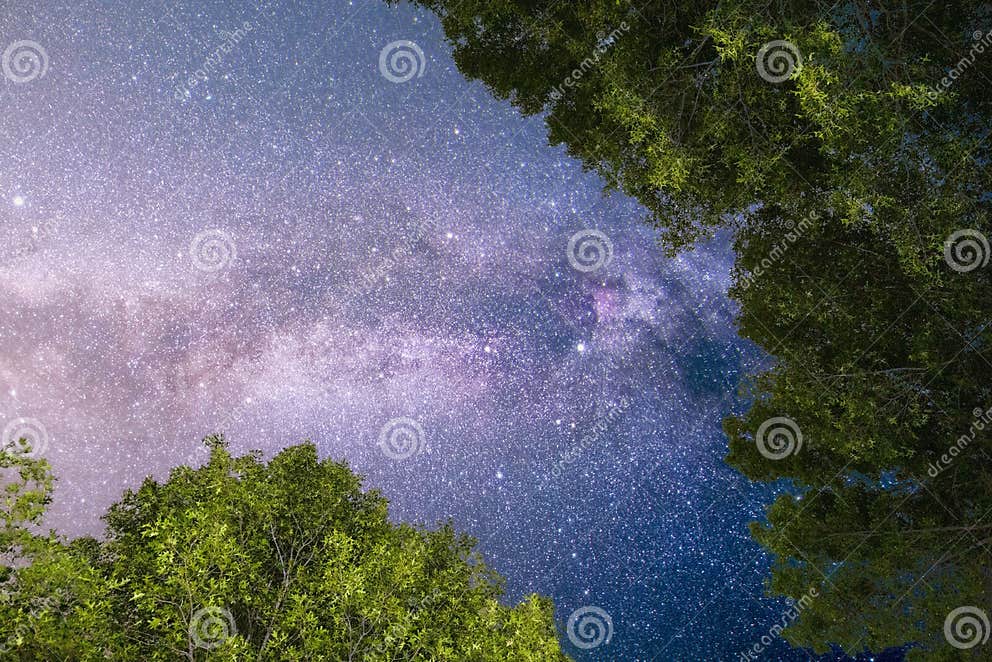 Low Angle Shot of a Starry Night Sky with Trees Stock Photo - Image of ...