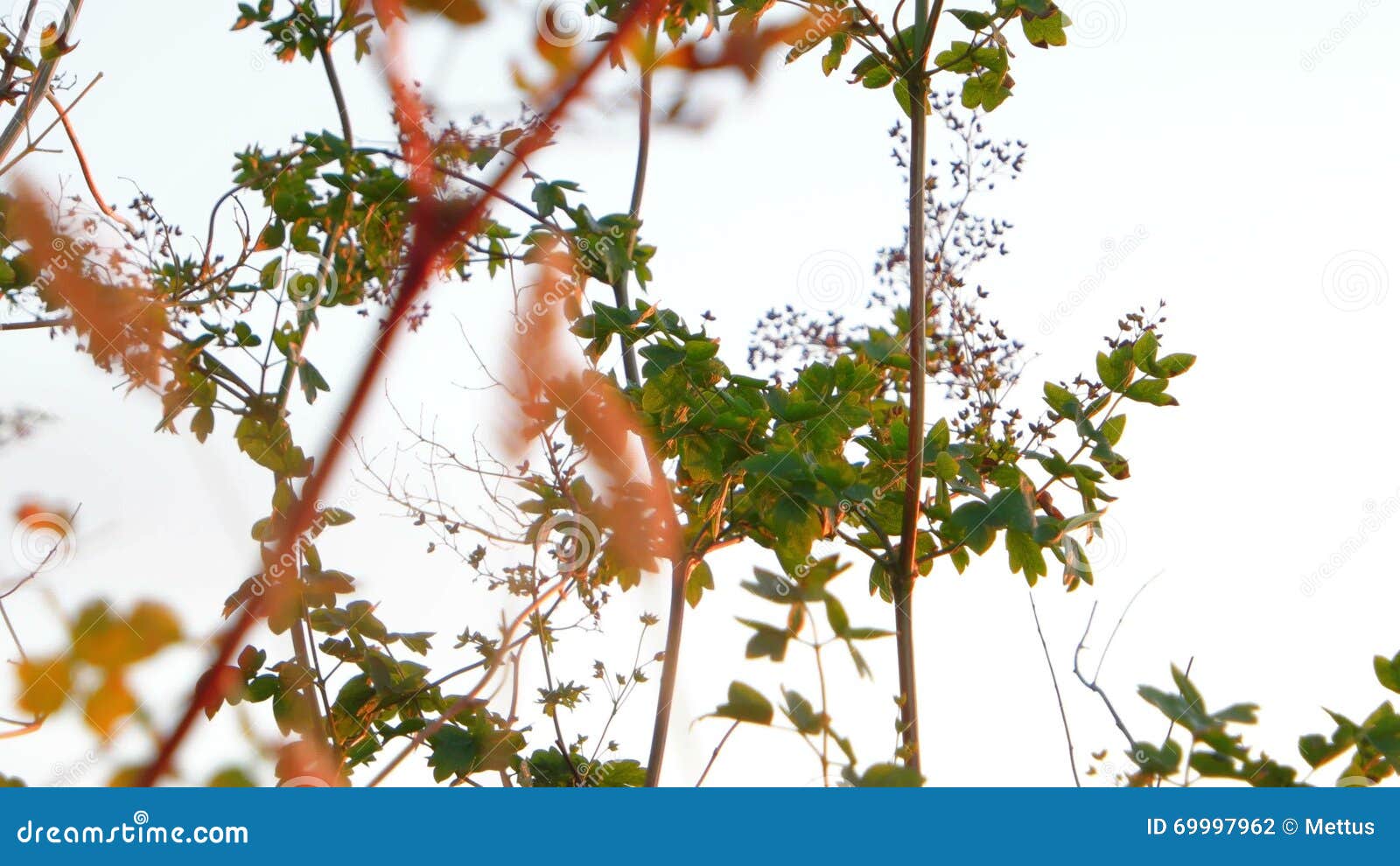 Low Angle Shot of Steppe Plants Blowing in the Wind Stock Footage ...