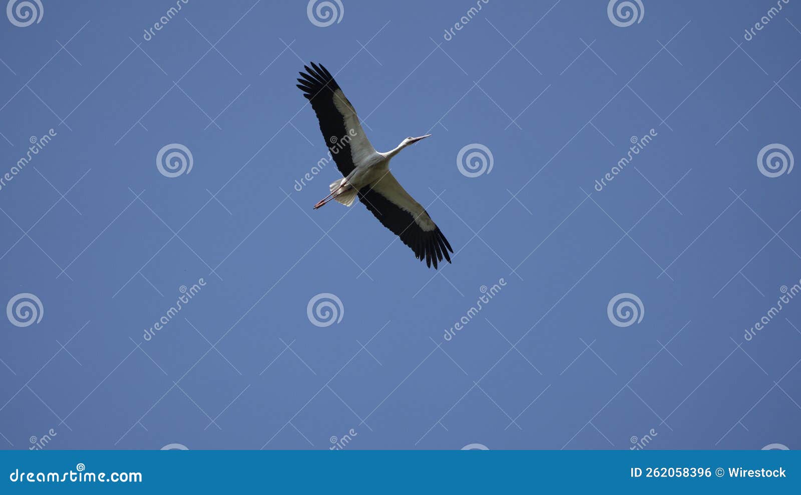 Low Angle Shot of a Stork in Flight Stock Photo - Image of backdrop ...