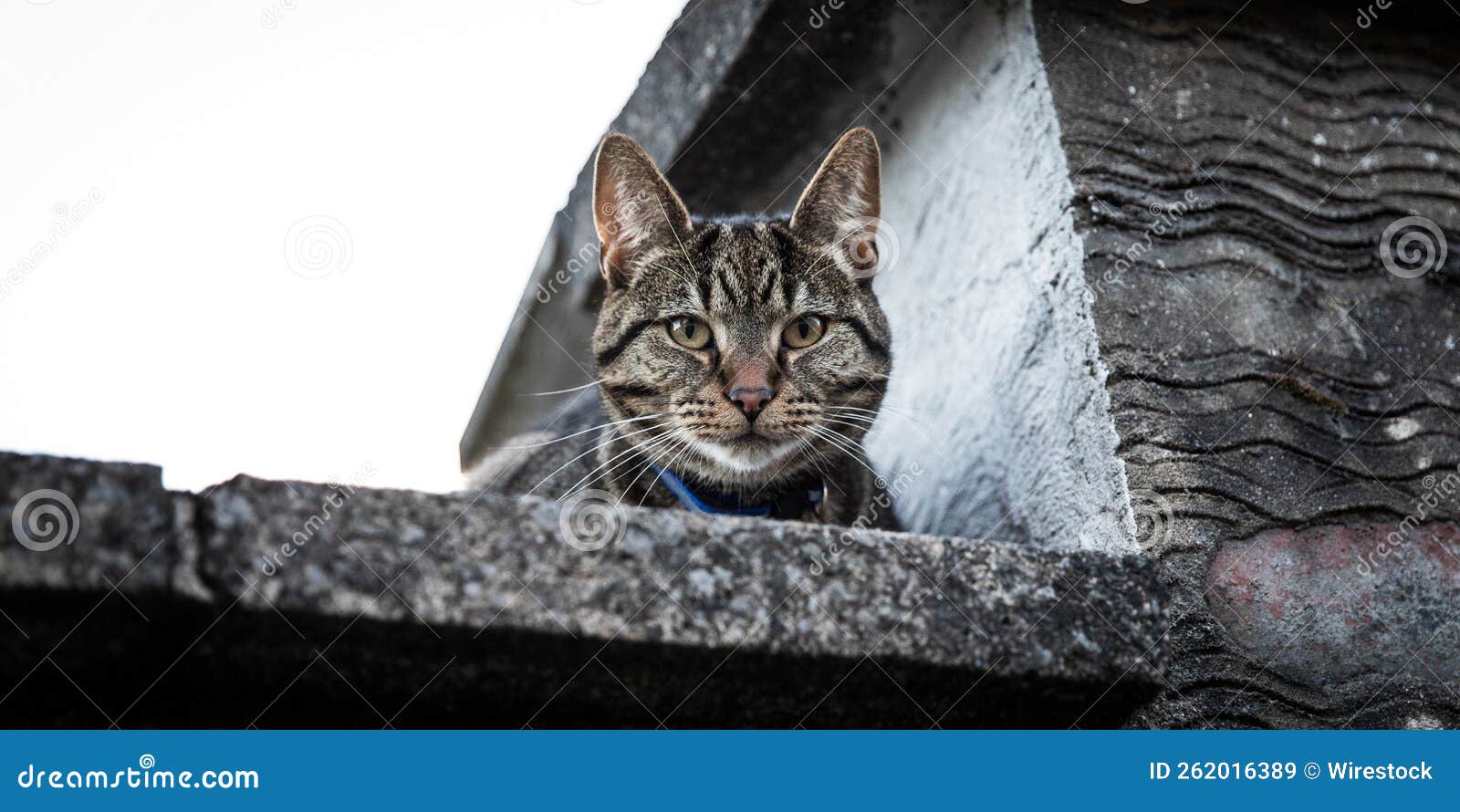 Low Angle Shot of a Striped Cat Looking Over a Ledge Stock Image ...