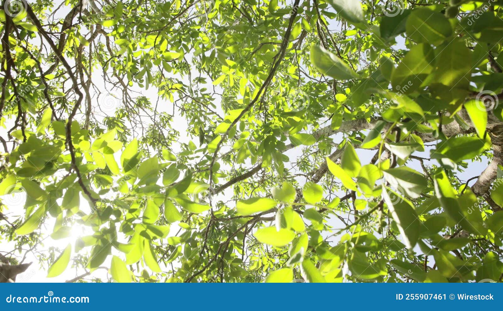 Low Angle Shot of Sunlight Beaming through Green Leaves of a Tree on a ...