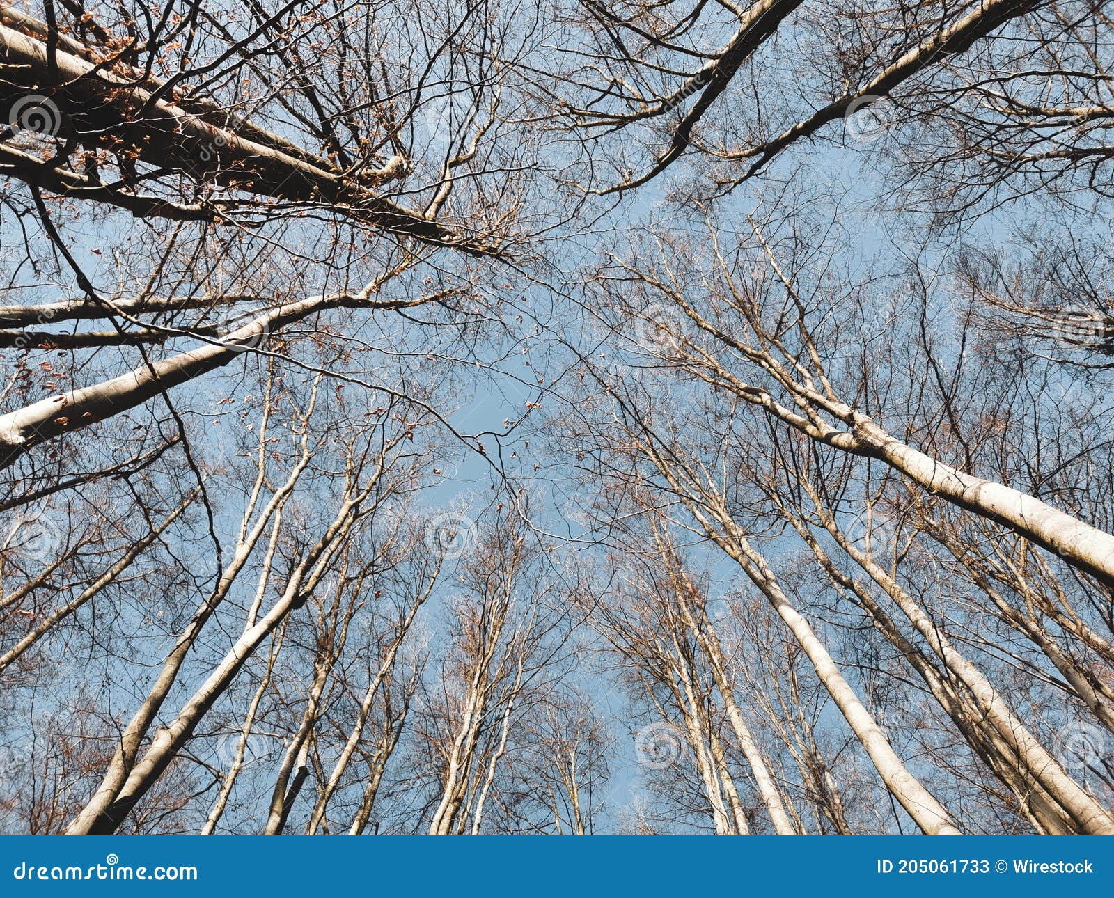 Low Angle Shot of Tall Bold Trees in the Forest in the Winter with a ...