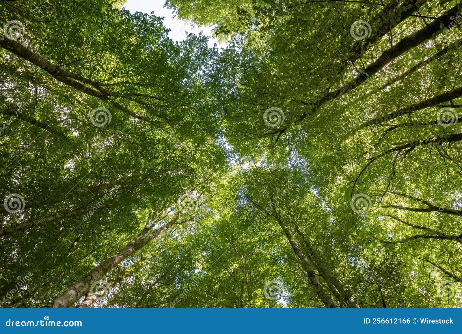 Low Angle Shot of Tall Green Treetops in a Forest Stock Photo - Image ...