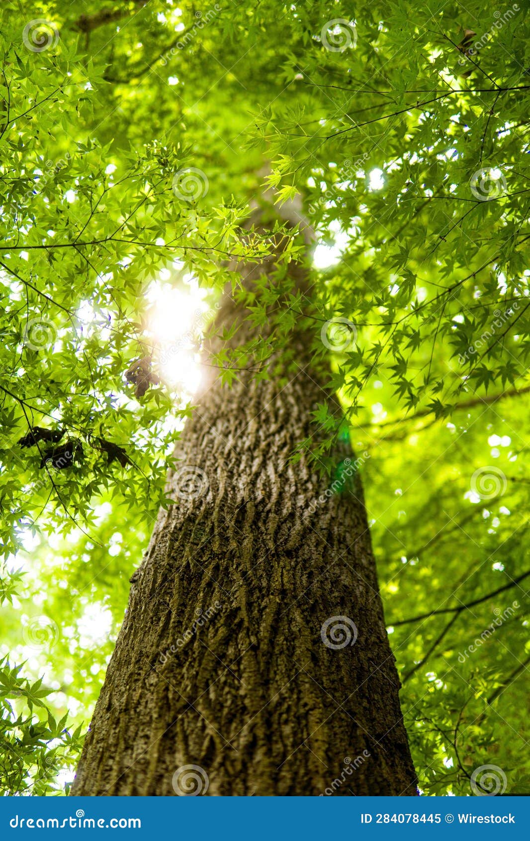 Low Angle Shot of a Tall, Lush Green Tree Standing Tall in Its Natural ...