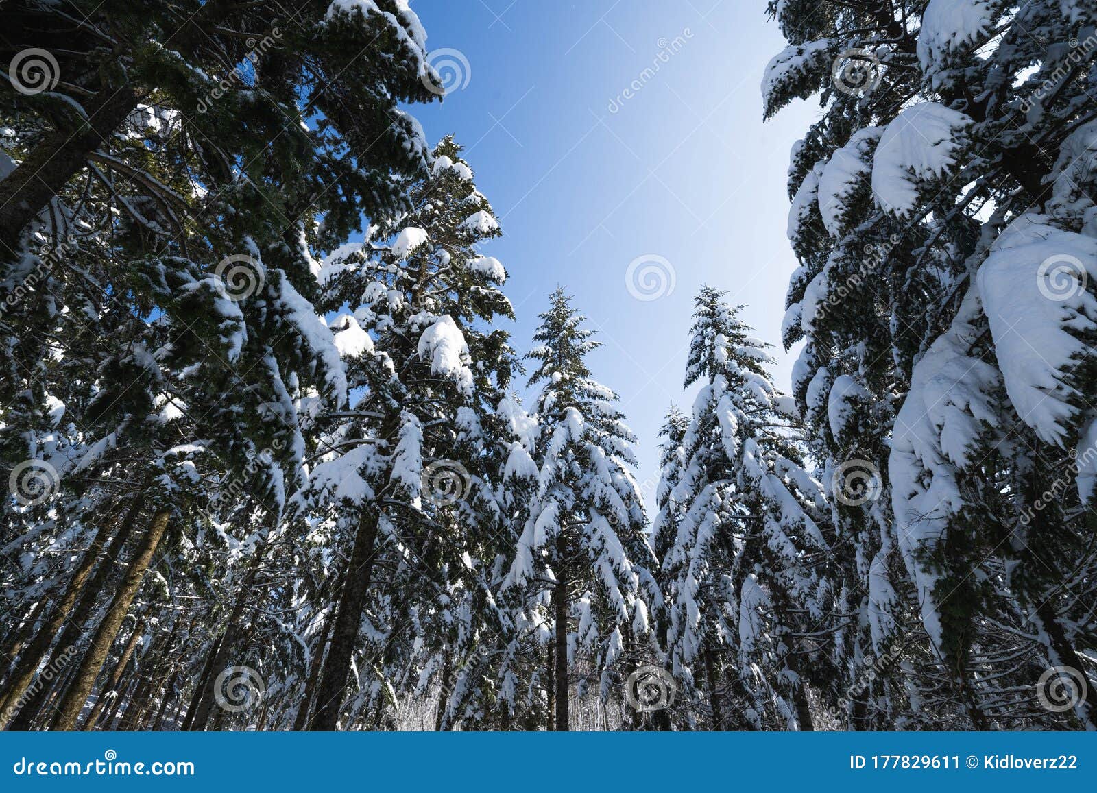 Low Angle Shot of Tall Pine Tree Covered in Snow with Blue Sky Stock ...