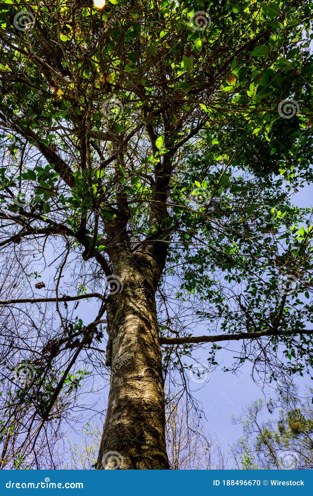 Low Angle Shot of a Tall Thick Tree with Green Leaves Stock Photo ...
