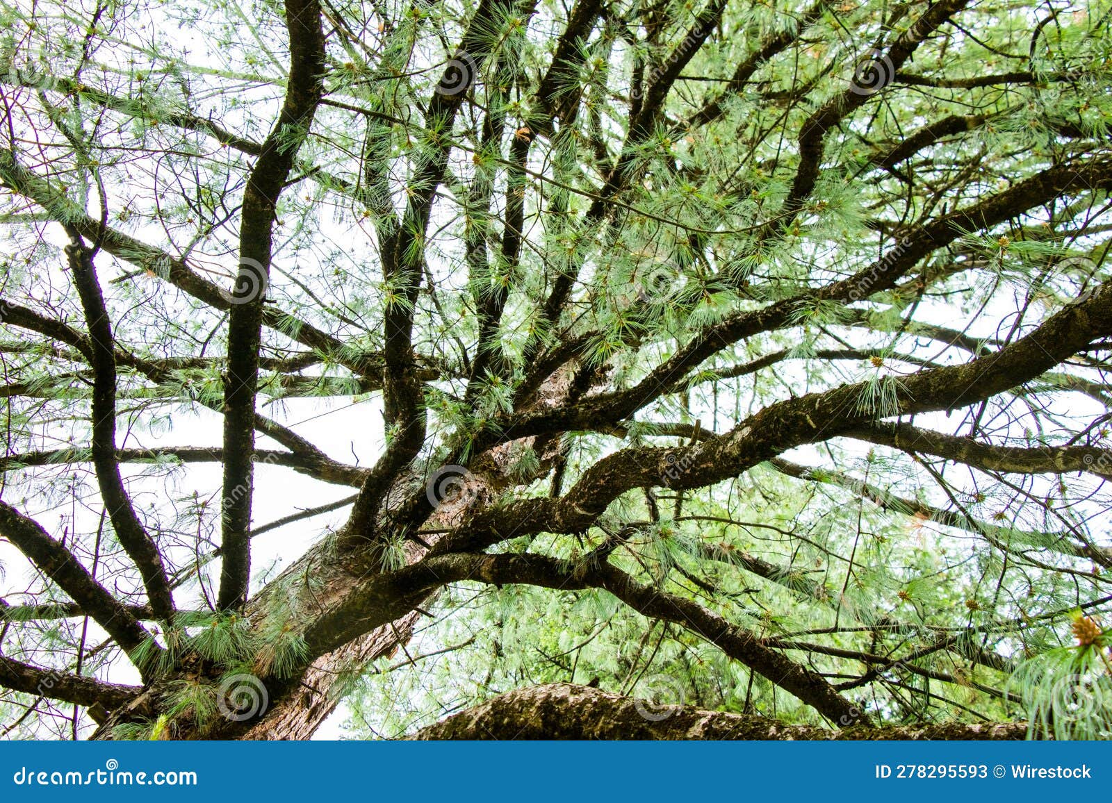 Low Angle Shot of a Tall Tree with Long Branches and Green Wispy Leaves ...