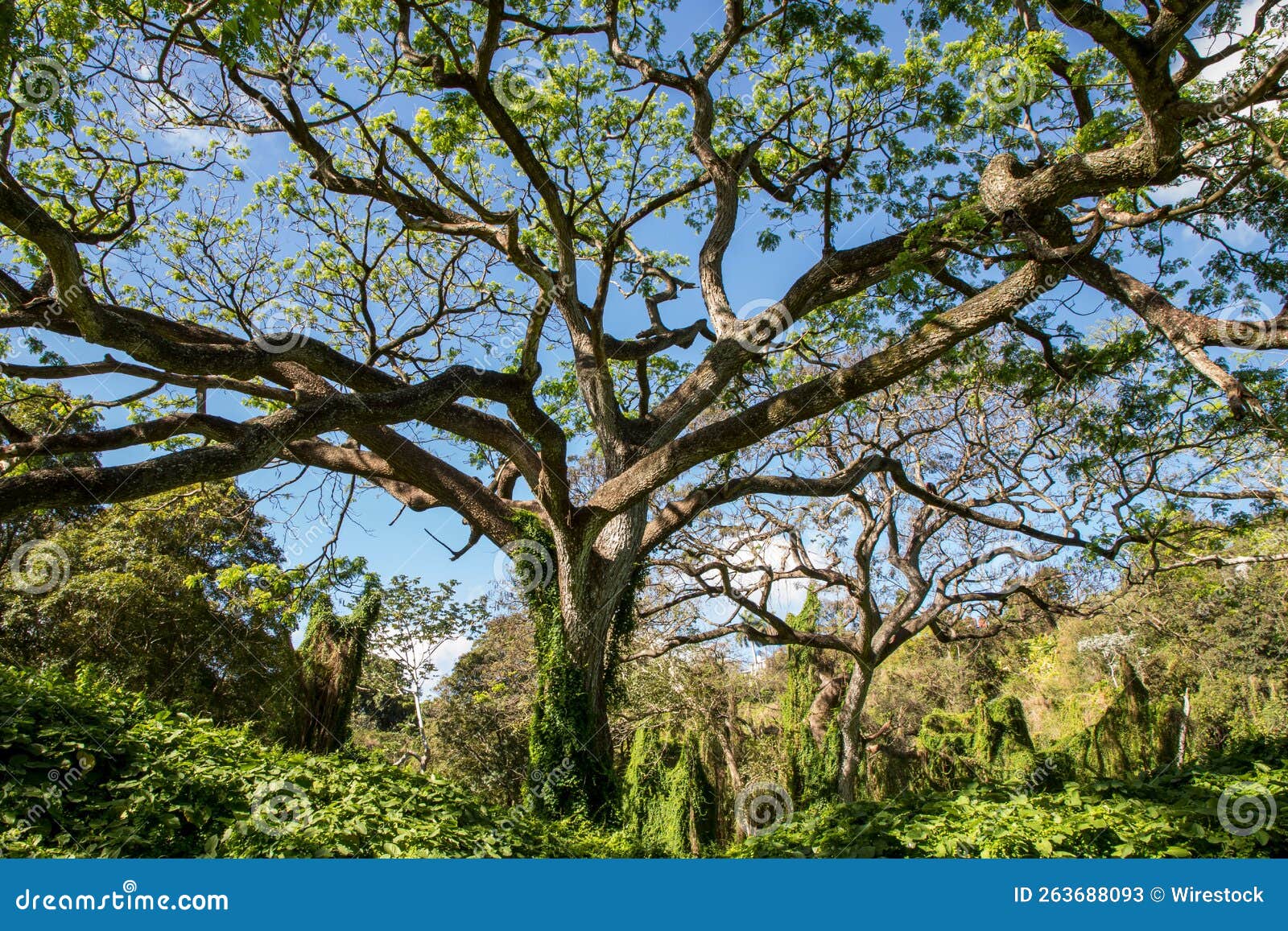 Low Angle Shot of a Tall Tree with Long Twisting Branches in a Forest ...