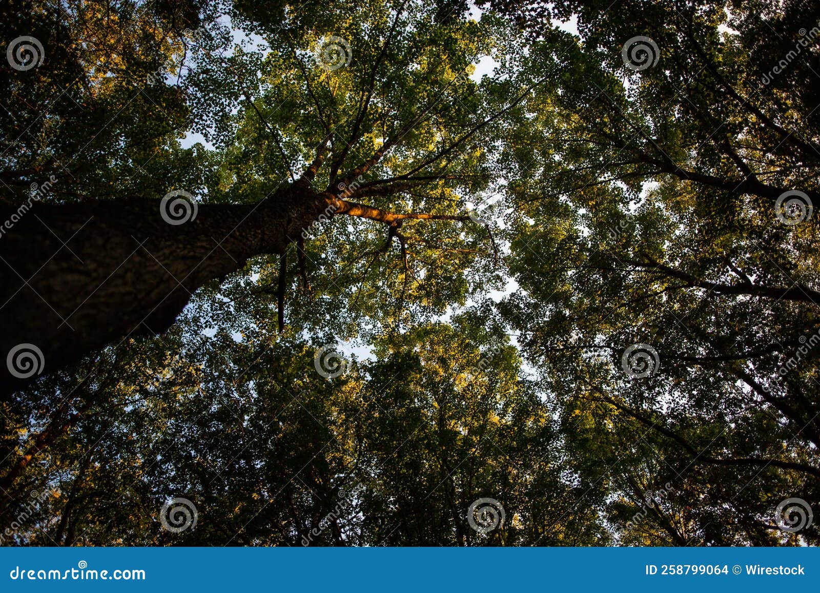 Low Angle Shot of a Tall Trees in the Forest Stock Photo - Image of ...