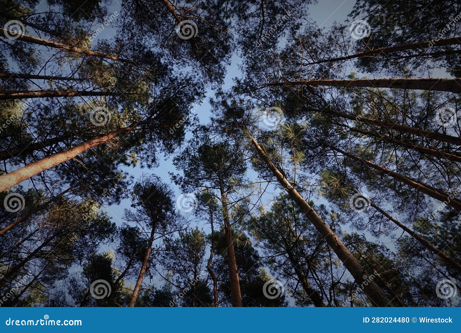 Low-angle Shot of Tall Trees in the Forest. Stock Photo - Image of tall ...