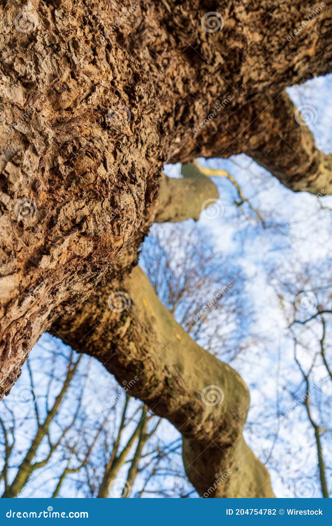 Low Angle Shot of a Thick Tree Stock Photo - Image of autumn, trees ...