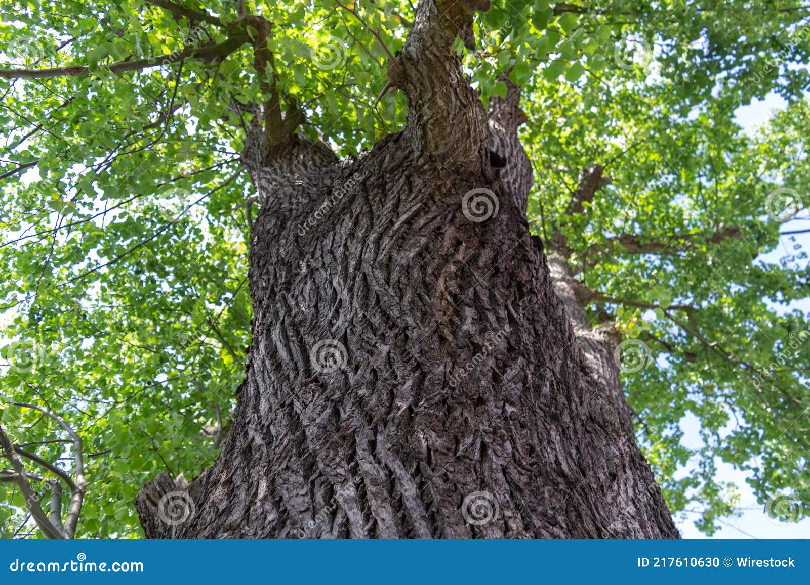 Low-angle Shot of the Thick Trunk of the Tree Grown in the Forest Stock ...