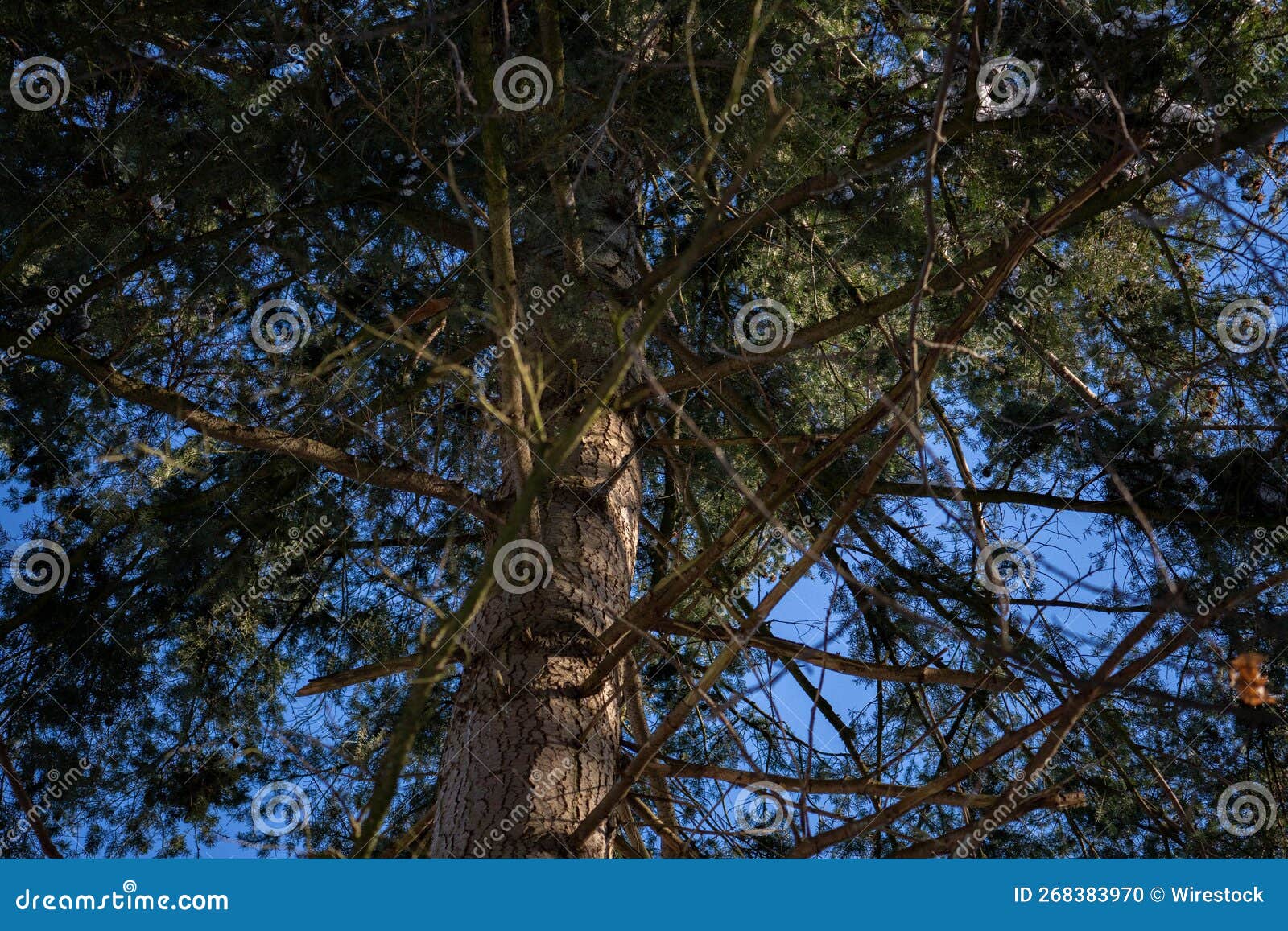 Low Angle Shot of Thin Branches of a Beautiful Tree Stock Photo - Image ...