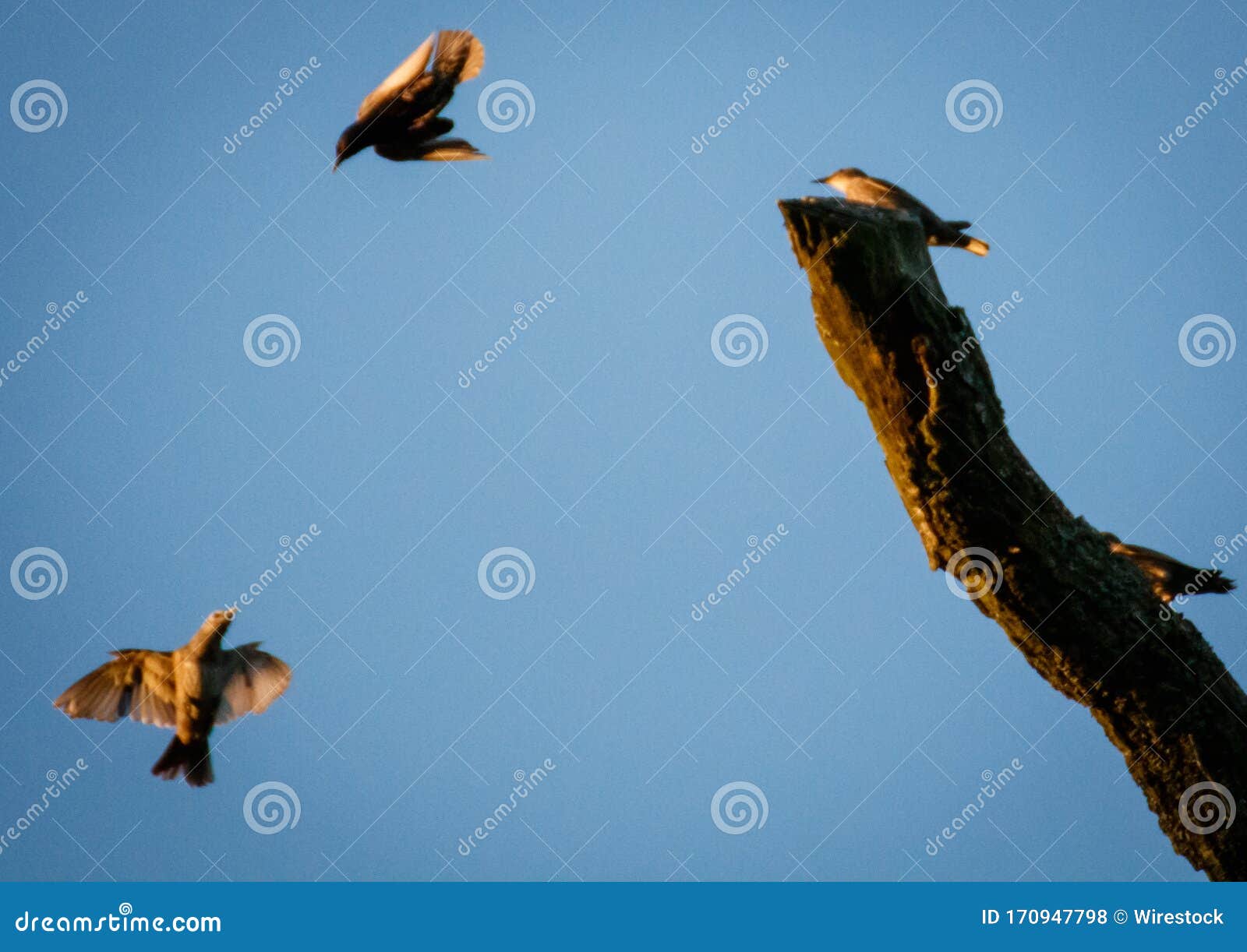 Low Angle Shot of Three Birds Flying in a Clear Blue Sky Stock Photo ...