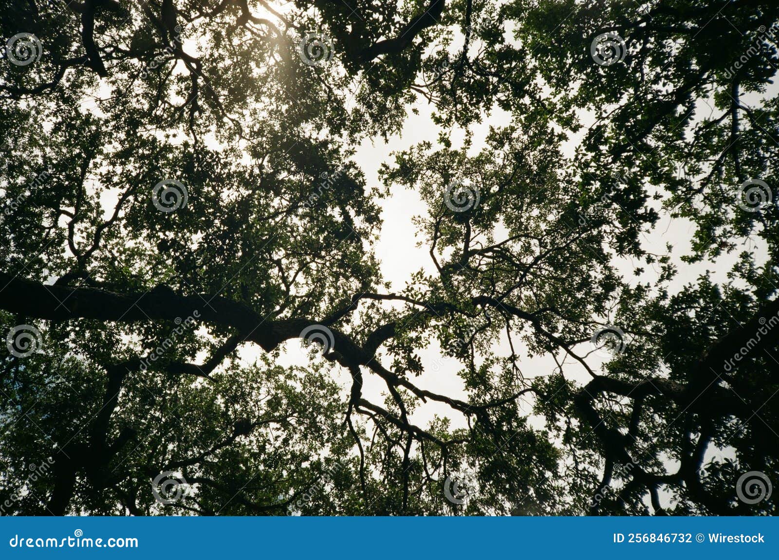 Low angle shot of a tree stock photo. Image of season - 256846732