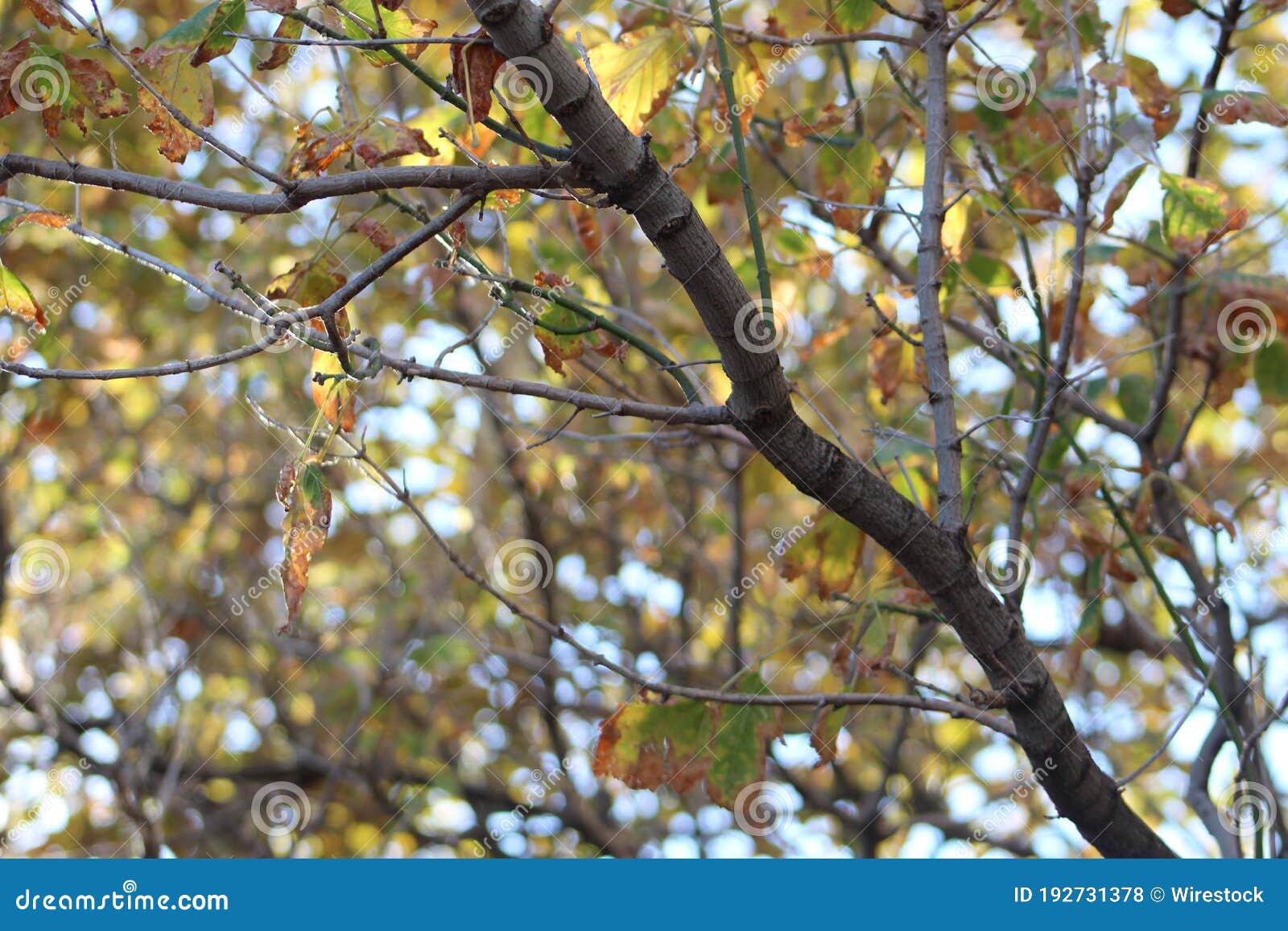 Low Angle Shot of a Tree Branch with Dry Autumn Leaves Stock Photo ...