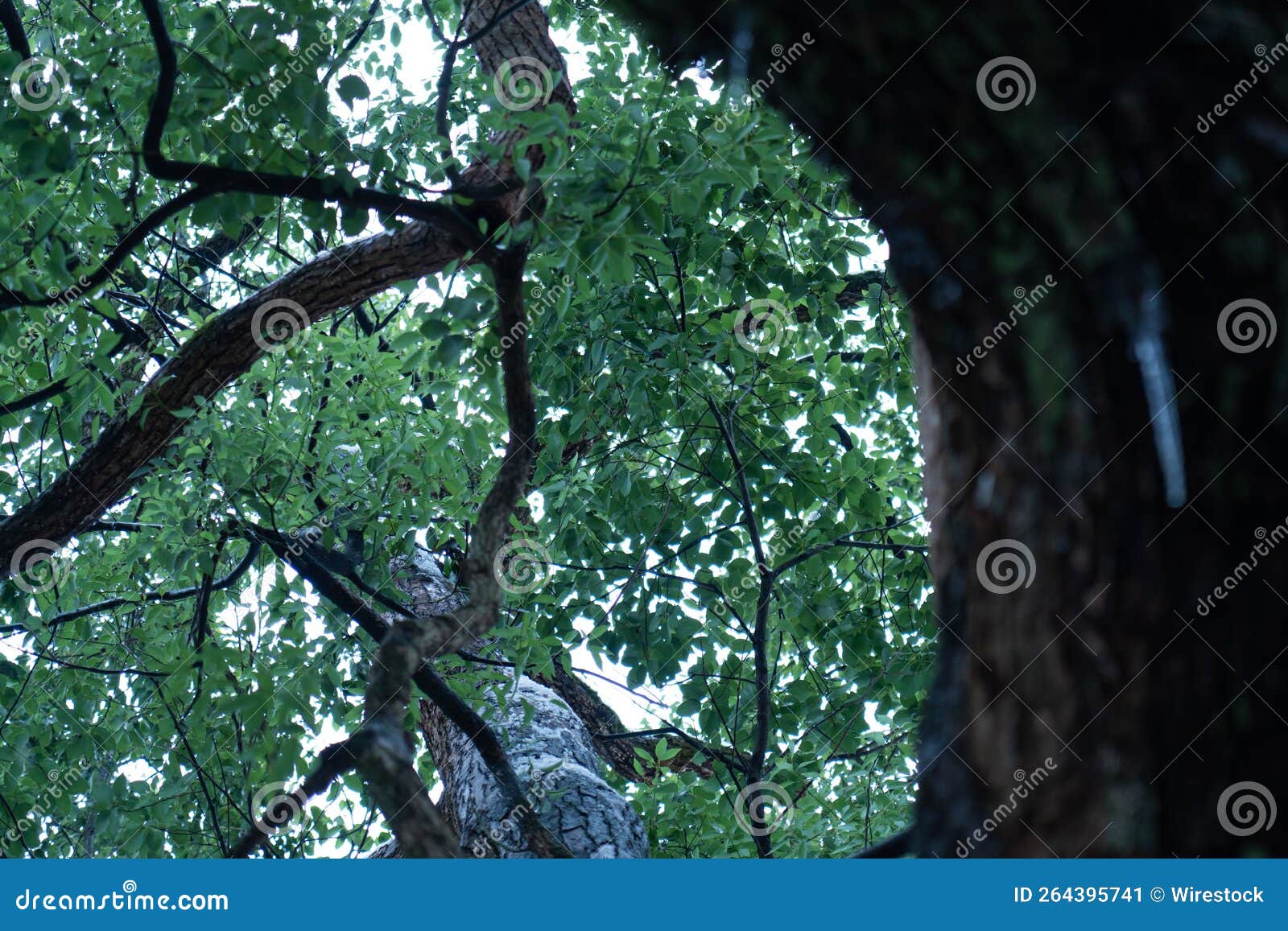 Low Angle Shot of Tree Branches Stock Image - Image of view, outdoor ...