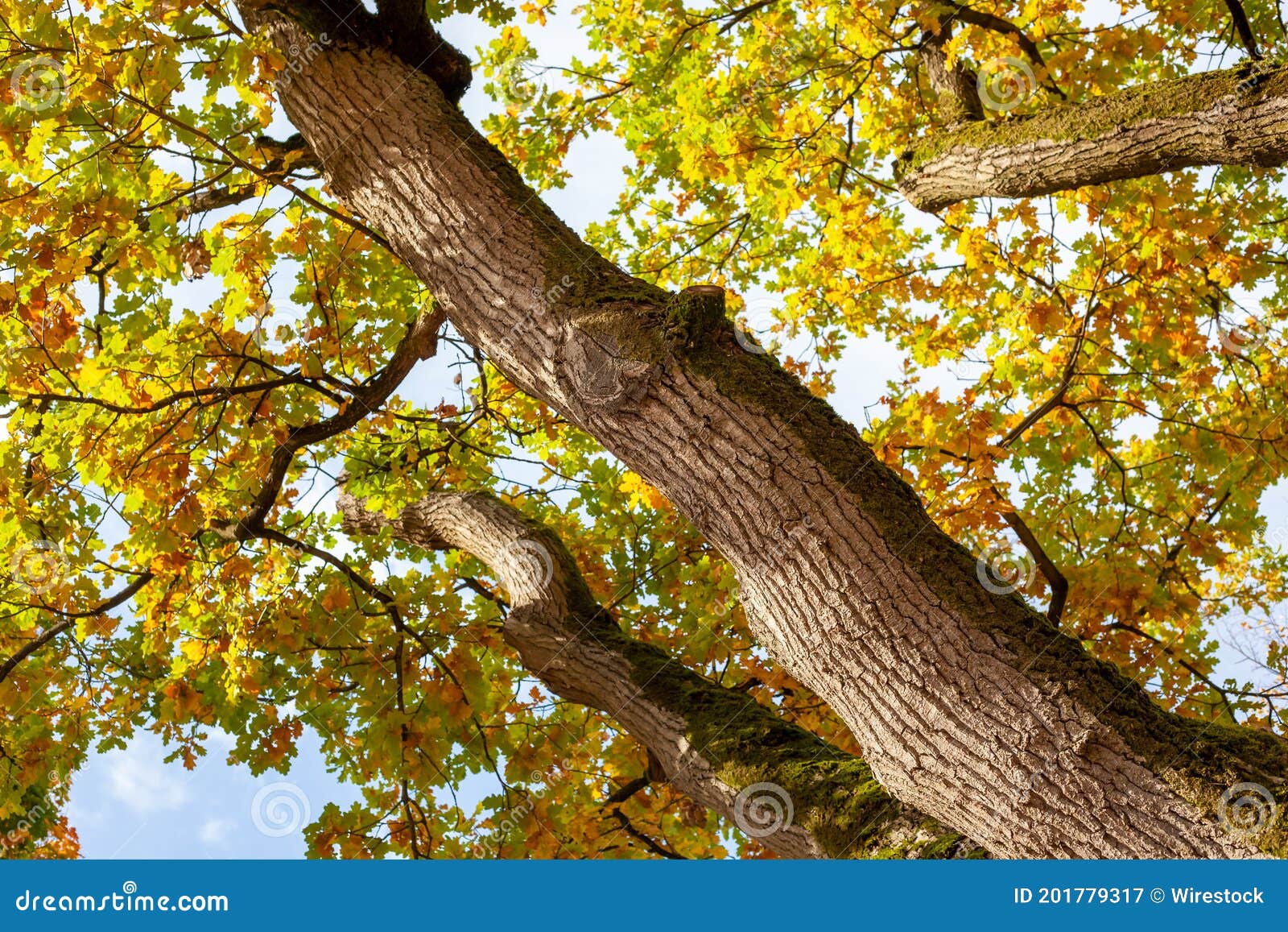 Low Angle Shot of a Tree with Colorful Leaves Captured during Autumn ...