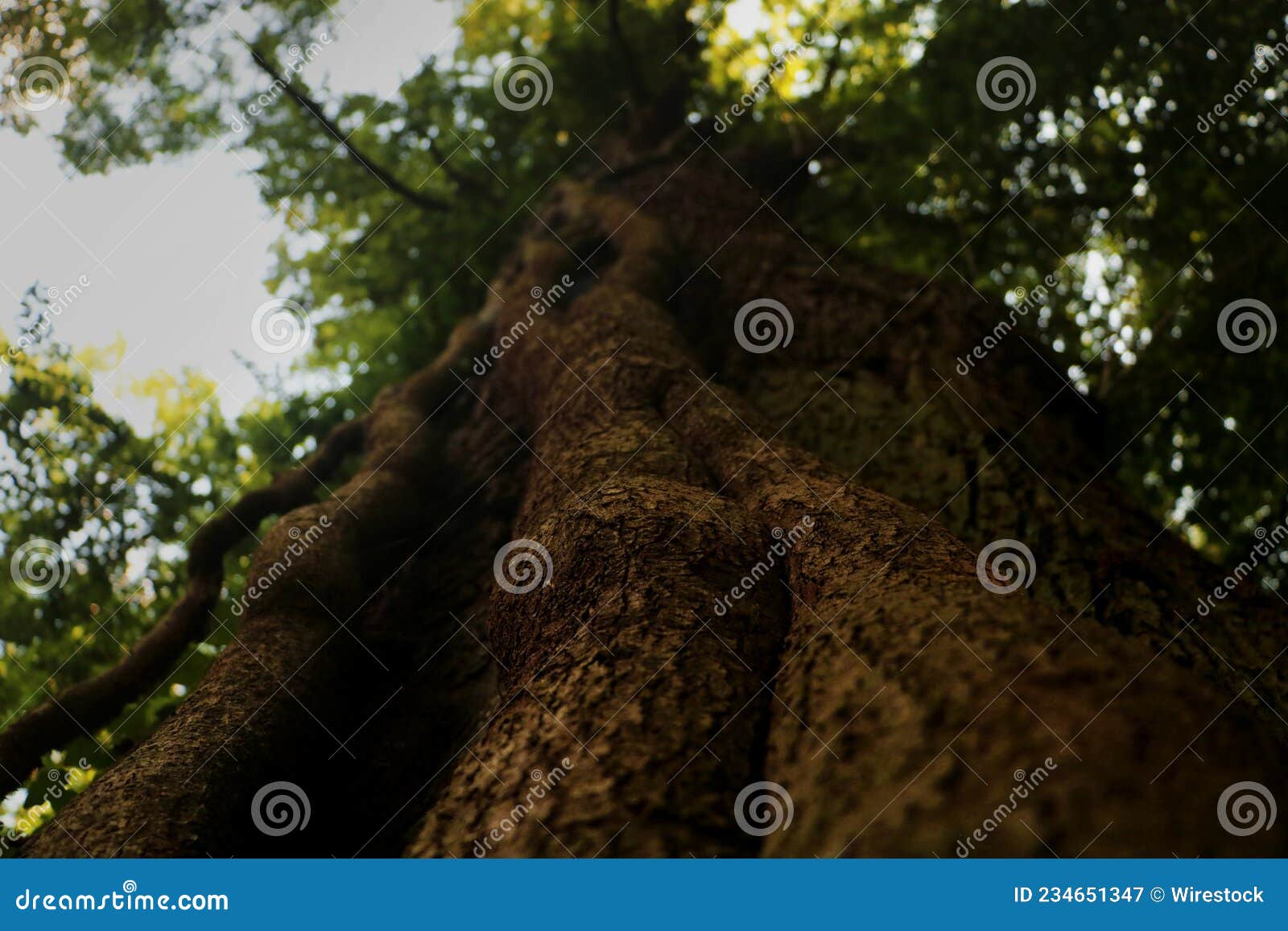 Low Angle Shot of a Tree in a Forest Stock Image - Image of countryside ...