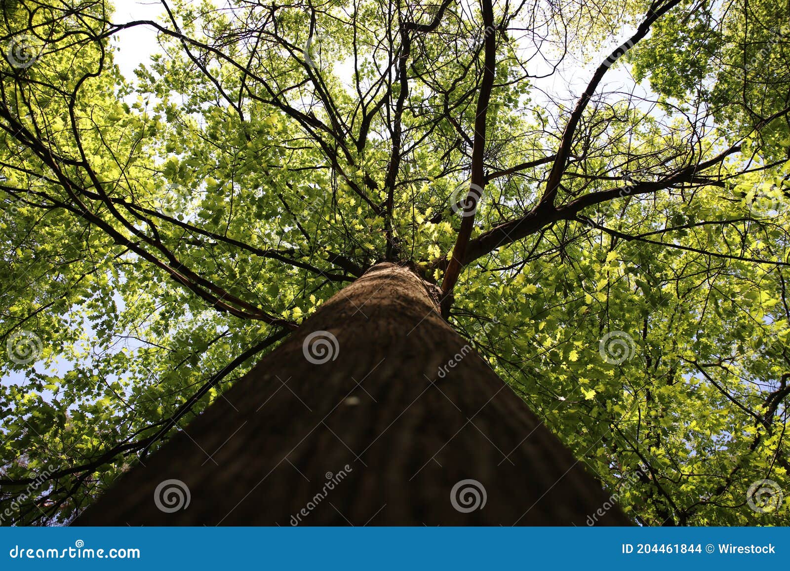Low Angle Shot of a Tree and Its Branches Stock Photo - Image of ...