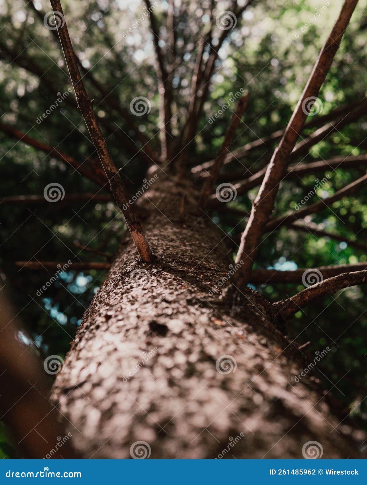 Low Angle Shot of a Tree with Leafless Branches in a Green Forest in ...
