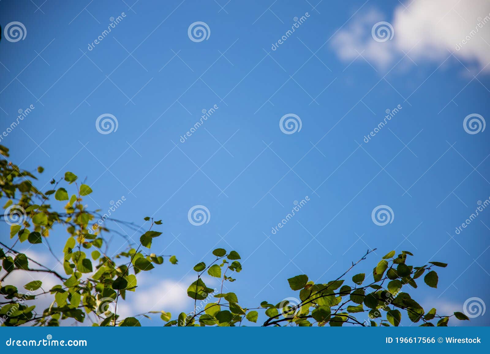 Low Angle Shot of Tree Leaves with Blue Sky in the Background Stock ...