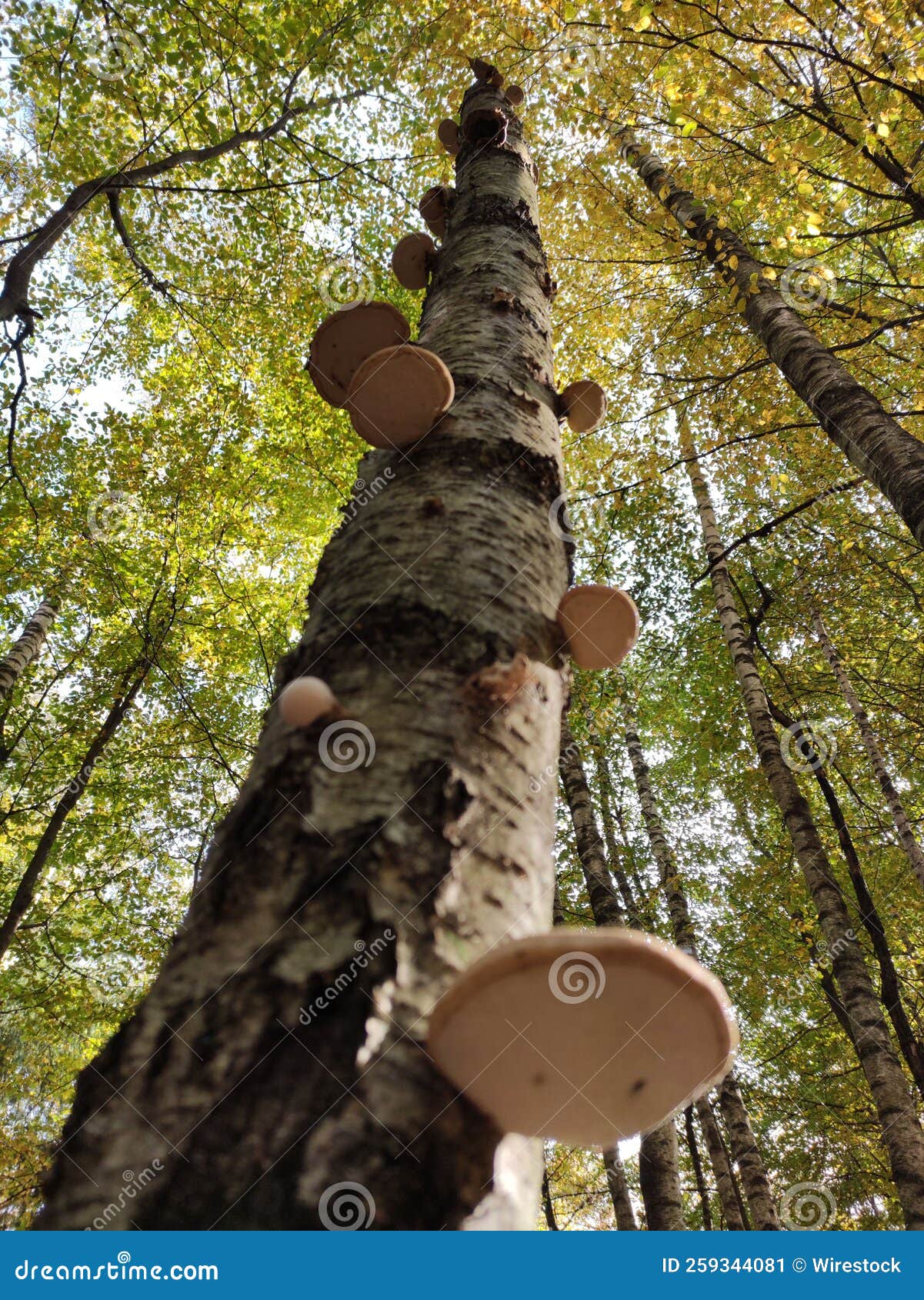 Low-angle Shot of a Tree Overgrown with Birch Polypore Stock Image ...