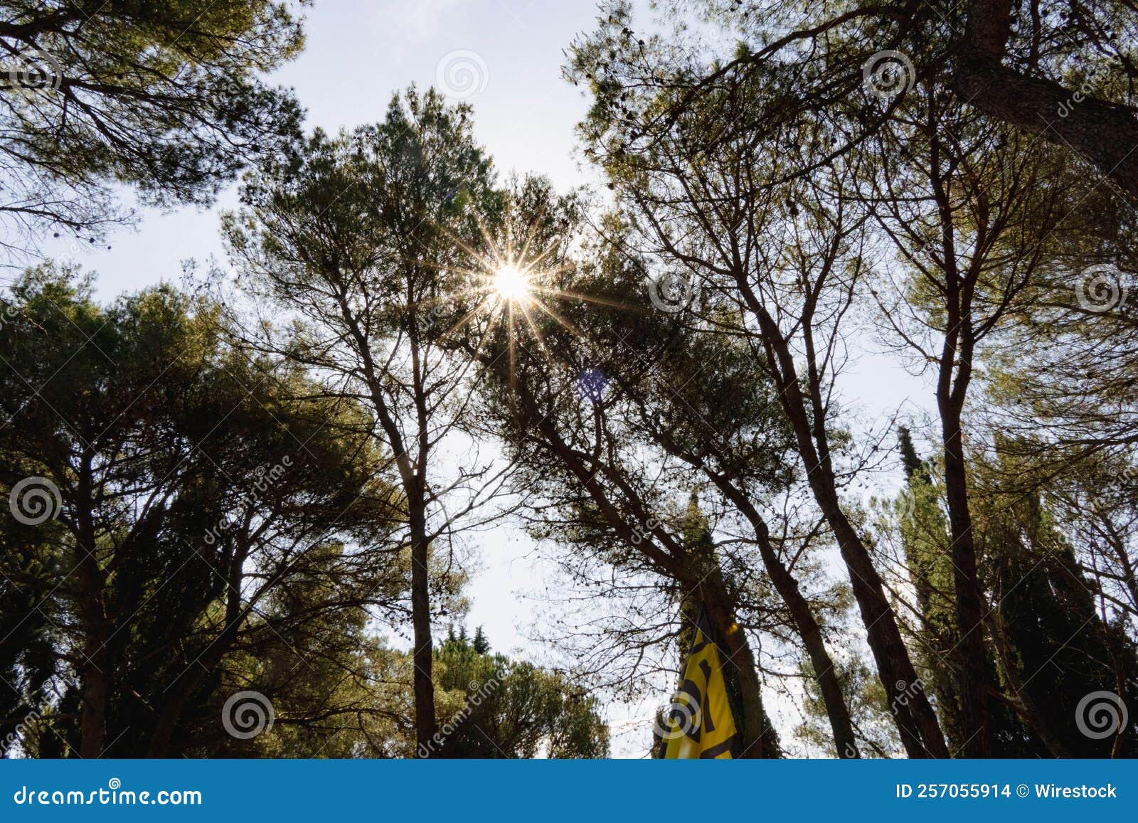 Low Angle Shot of a Tree with a Sun Raise Stock Photo - Image of travel ...