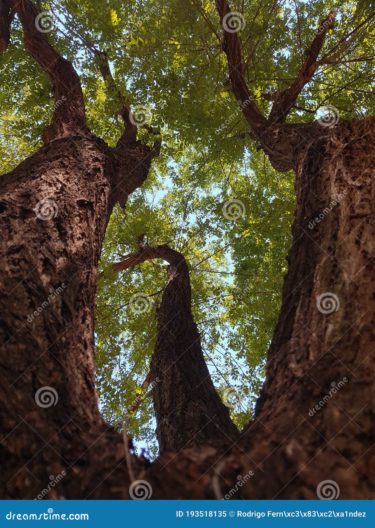 Low Angle Shot of a Tree with Three Branches Stock Image - Image of ...
