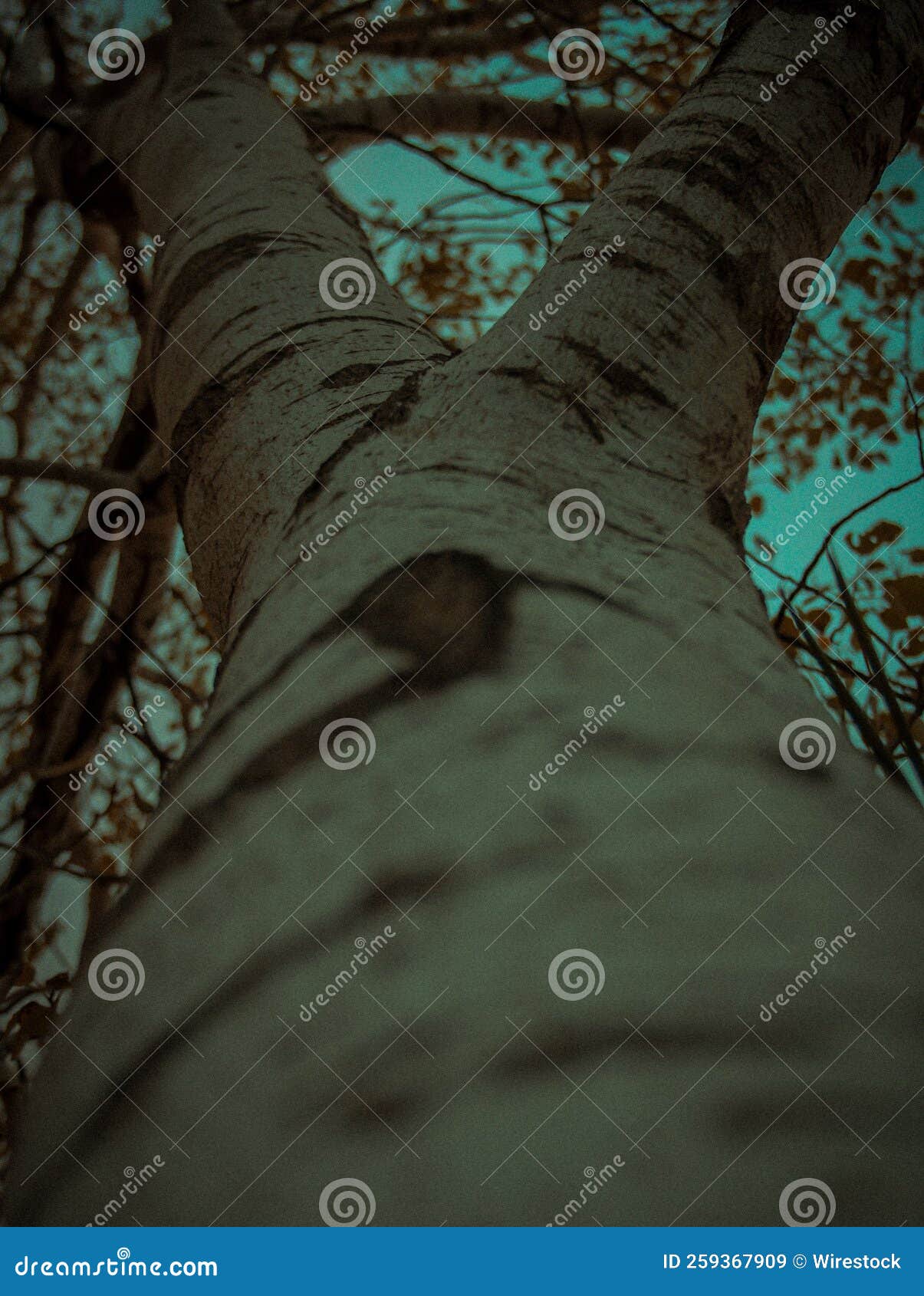 Low Angle Shot of a Tree Trunk with Leaves in the Dark Stock Image ...