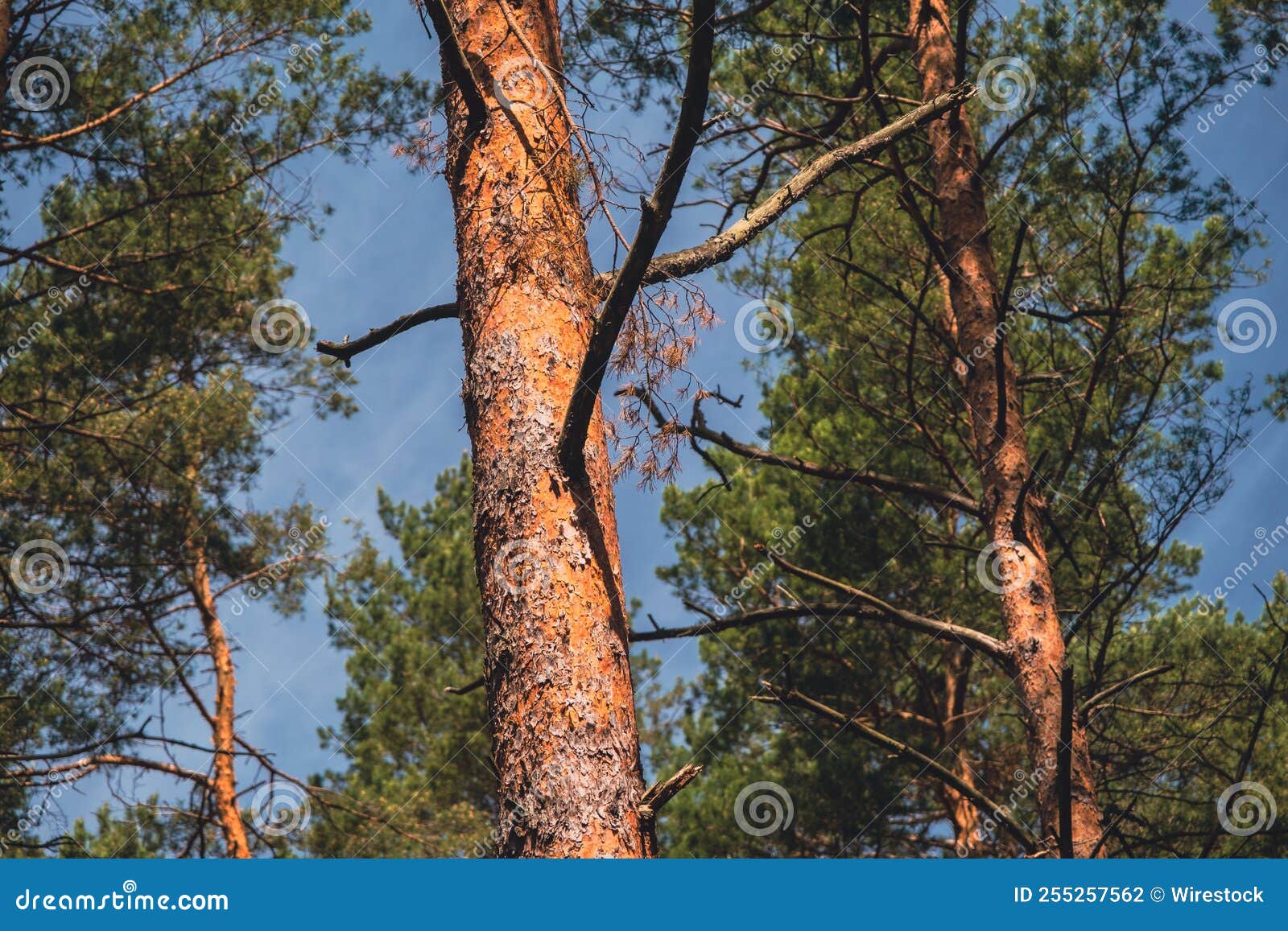 Low-angle Shot of Tree Trunks and Branches of Pine Trees Stock Photo ...