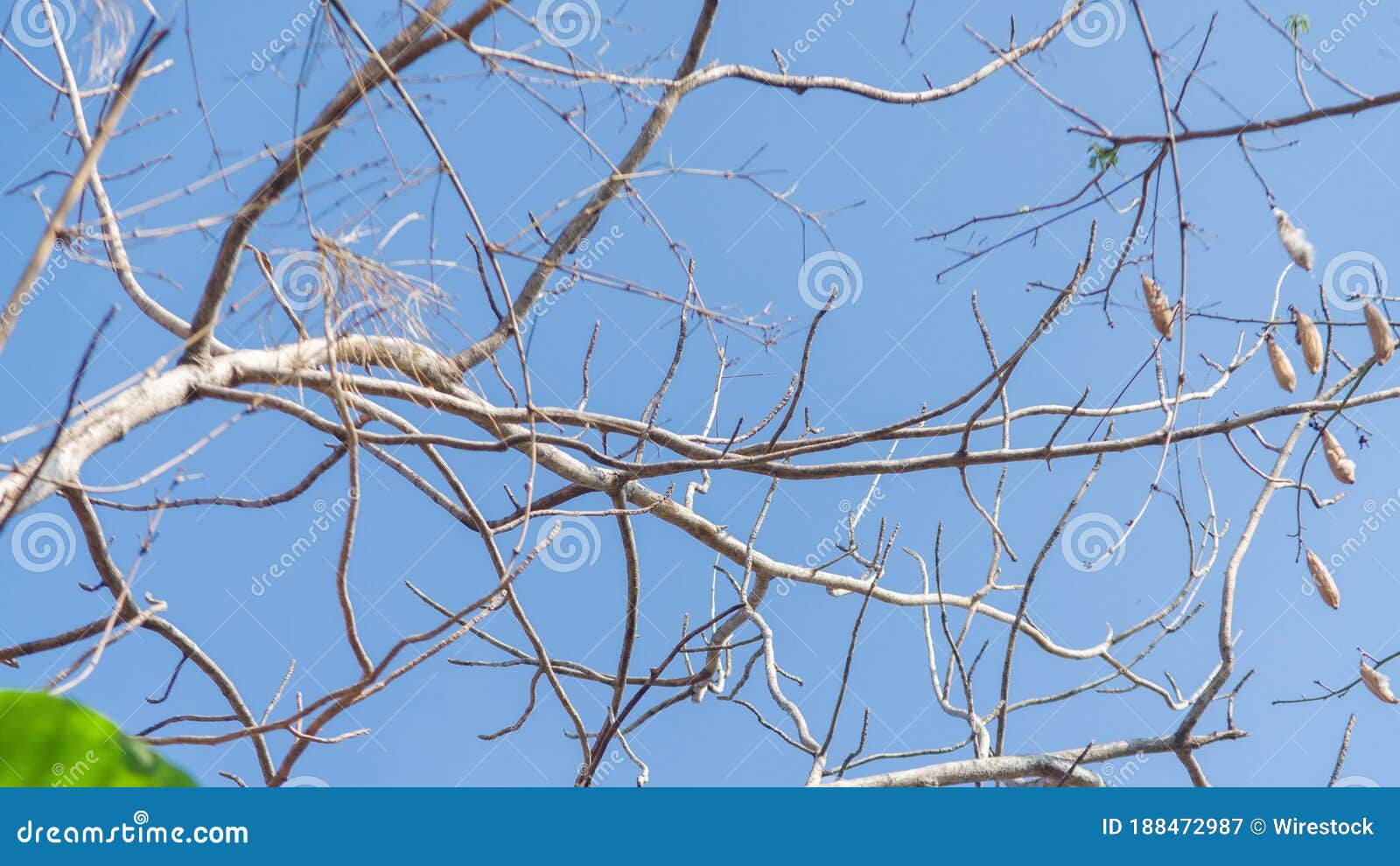 Low Angle Shot of Tree Twig on a Blue Sky Background Stock Image ...