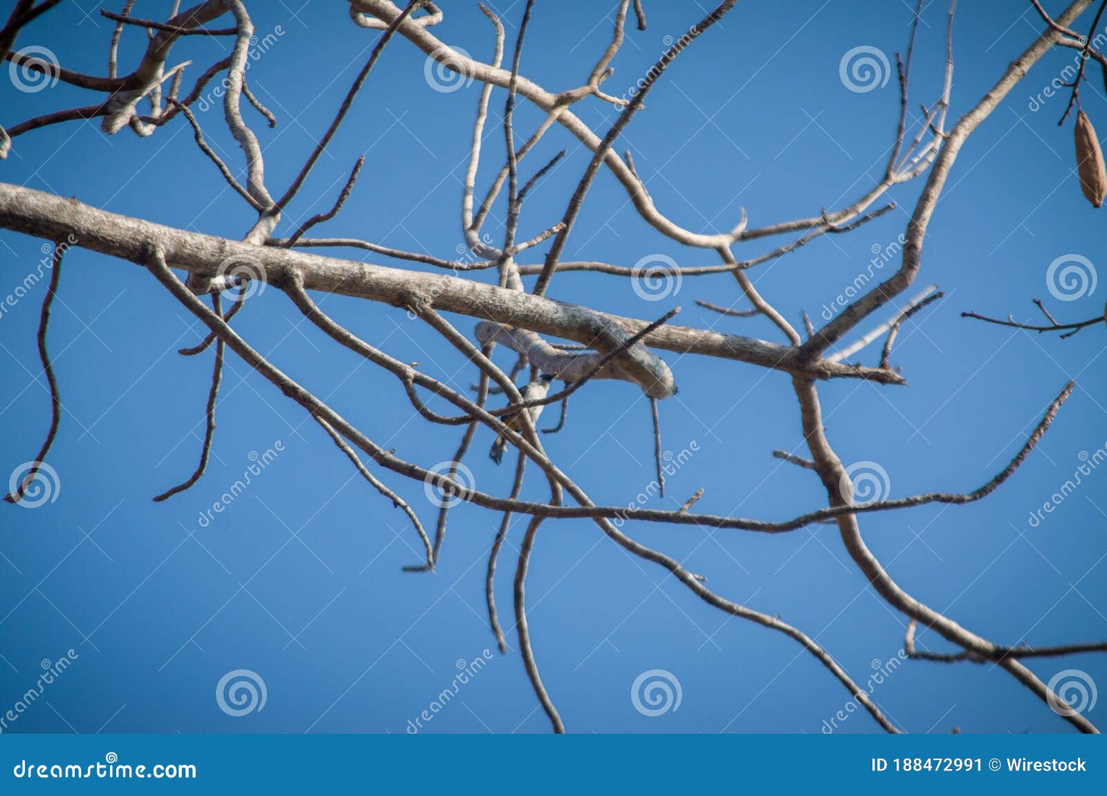 Low Angle Shot of Tree Twig on a Blue Sky Background Stock Image ...