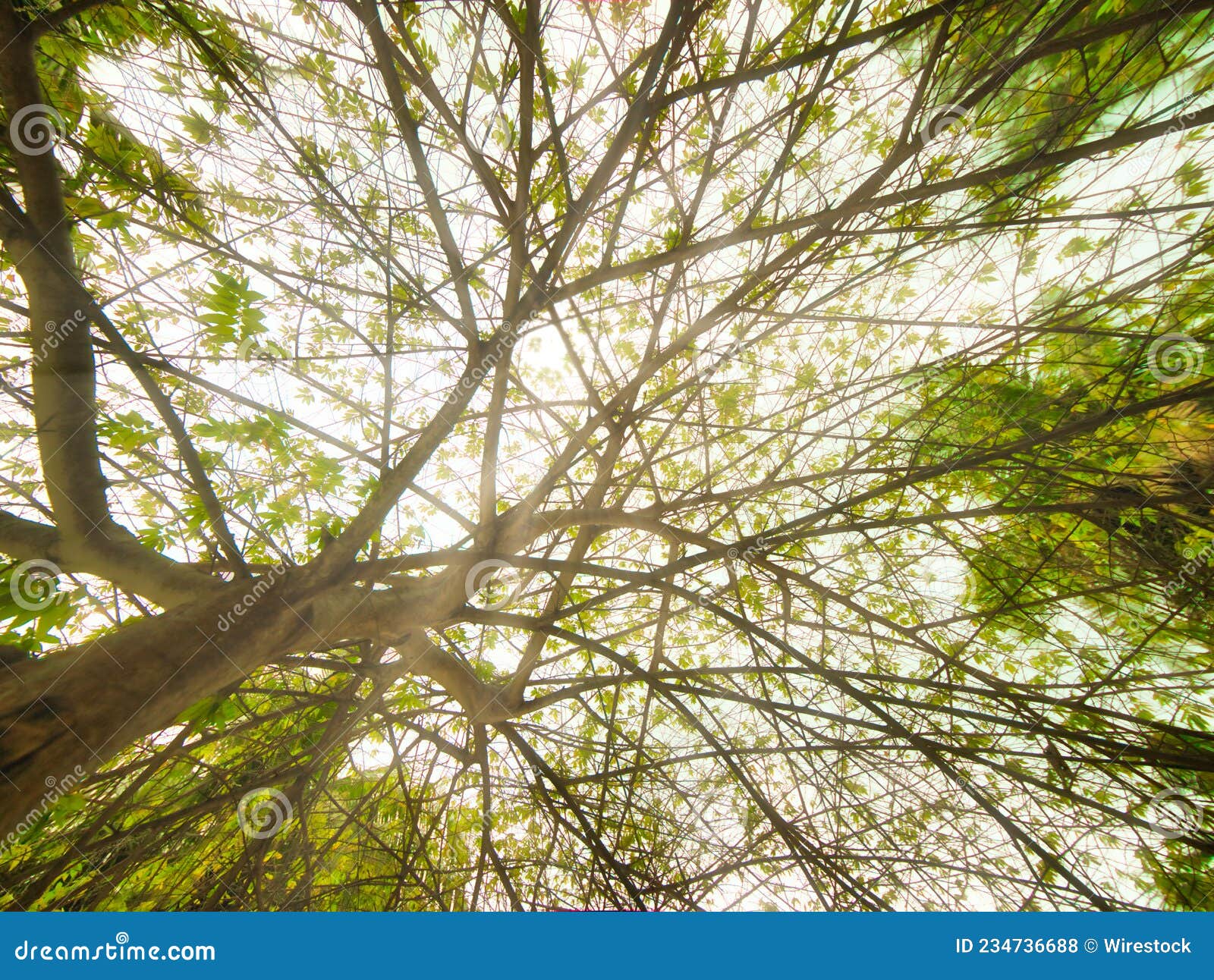 Low-angle Shot of Tree Twigs and Branches Stock Photo - Image of ...