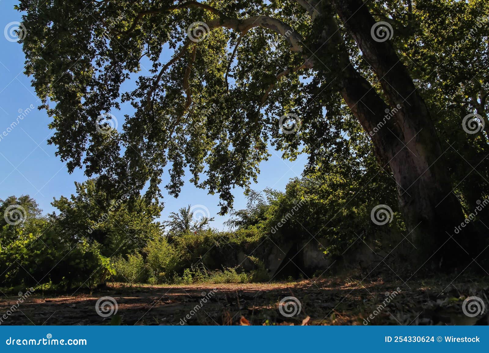 Low-angle Shot of Trees and Bushes in a Rural Area Stock Photo - Image ...