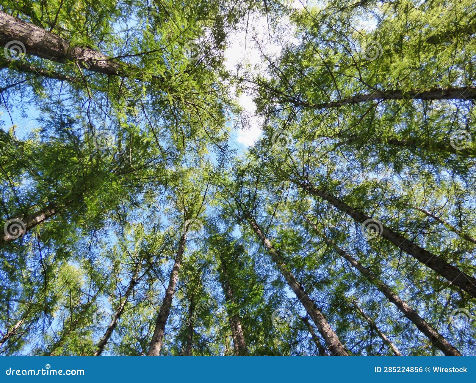 Low-angle Shot of Trees in the Forest Stock Photo - Image of peaceful ...