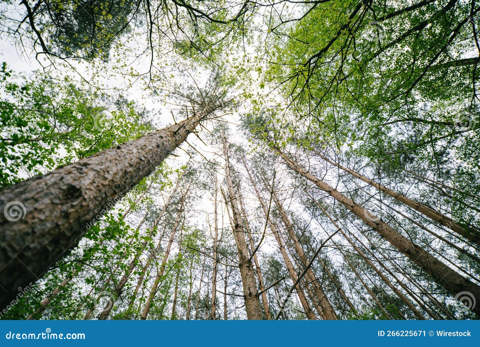 Low-angle Shot of Trees Growing in a Forest Stock Image - Image of ...